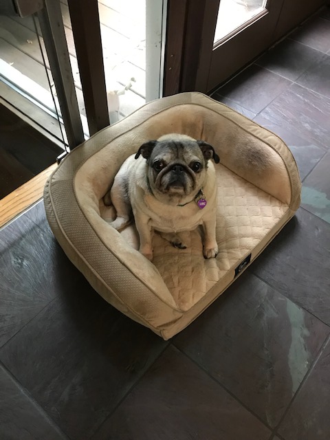 Rachels VIP Pet Sitting LLC – In your home pet sitting