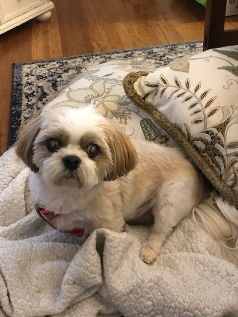 Rachels VIP Pet Sitting LLC – In your home pet sitting